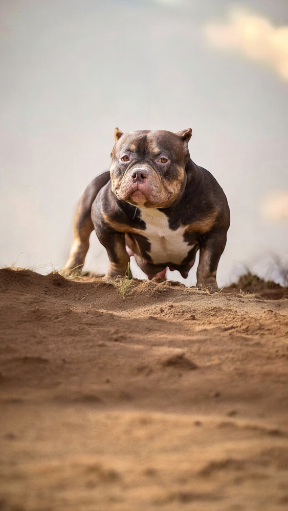 Ultimate Bully Crash - щенки питомника Ultimate Bully