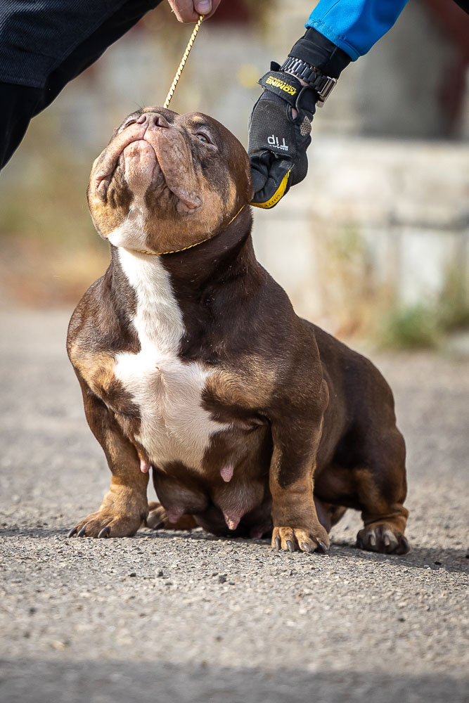 Щенки на продажу - щенки питомника Ultimate Bully