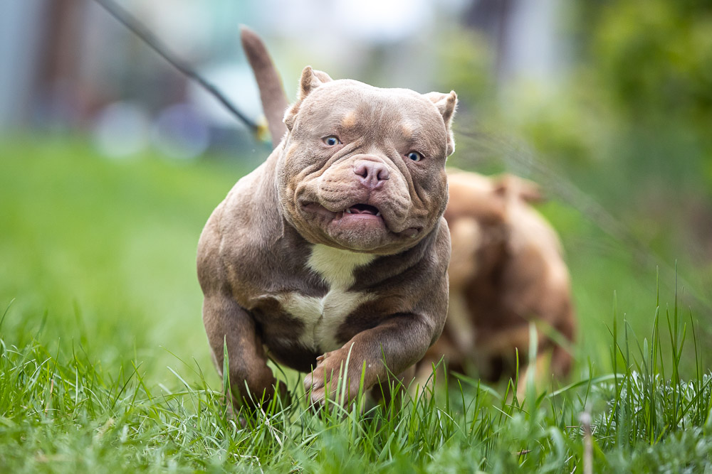 Щенки на продажу - щенки питомника Ultimate Bully